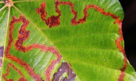 Leaf Miner Invasion How To Eliminate Trailblazing Larvae Epic Gardening