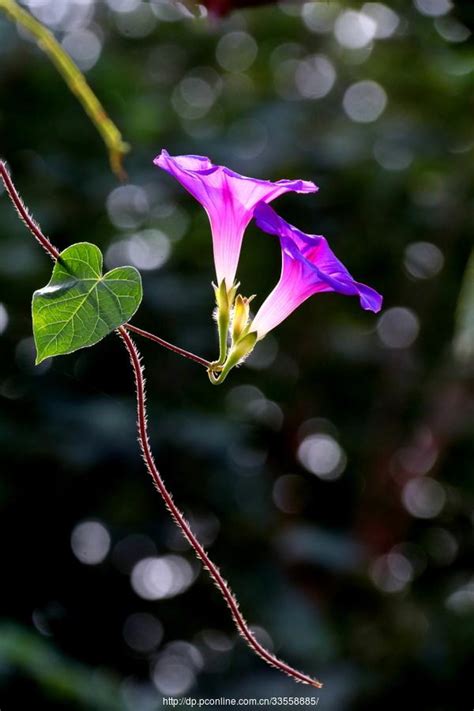 生態攝影：喇叭花 每日頭條