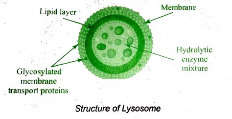 Lysosome Structure Characteristics Of Eukaryotic Cellular Structures