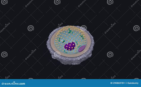 The Secondary Oocyte Is The Cell That Is Formed By Meiosis I In Oogenesis Stock Video Video Of