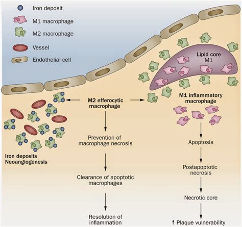 Macrophage Subsets In Atherosclerosis Biochemistry And Molecular Biology