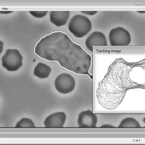 Pdf Celltrack An Open Source Software For Cell Tracking And Motility Analysis