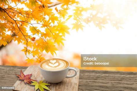 오래 된 단풍나무 나무 레드가을 나무에 커피 라 떼 아트의 컵 정원에서 화려한 단풍 계절가 아름 다운 향기 개념 및 여유 공간 가을에 대한 스톡 사진 및 기타 이미지
