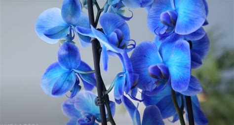 Як за допомогою молока змусити орхідею повністю розкритися і пишно цвісти Читайте на Ukr Net