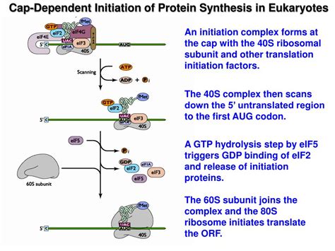 What Is The Function Of Cap Binding Protein At Jason Lindstrom Blog