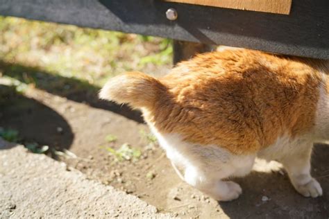 猫のしっぽが短い理由は代表的な5つの種類とそれぞれの特徴 poppetポペットペット大好き