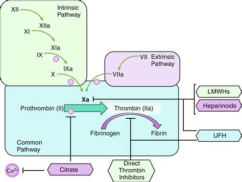 Methods Of Hemodialysis Anticoagulation Clinical Tree