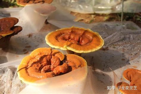 灵芝孢子粉吃了会上火吗 知乎