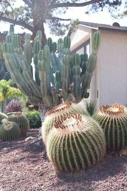 Free Photo Golden Ball In Cactus Garden