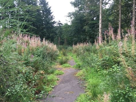Path Towards Carron Linns Steven Brown Geograph Britain And Ireland