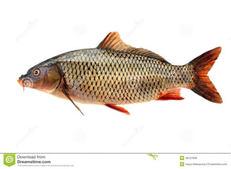 Fish Classification Classification Model By Objectdetection