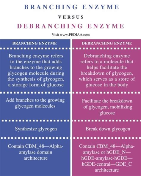 what is the difference between branching and debranching enzyme