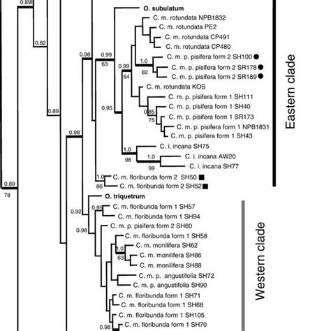 Bayesian Consensus Tree From Analysis Of The Combined Cpdna And Nrdna
