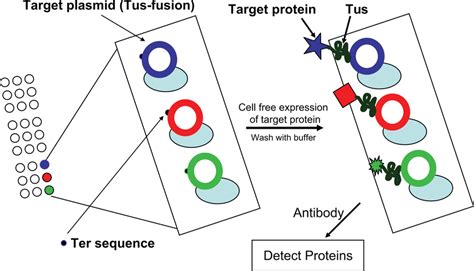 Concept Of Protein Microarray On Demand Download Scientific Diagram