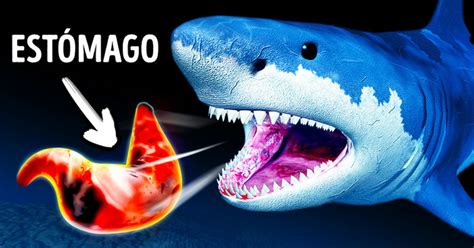 ¿los Tiburones Tienen Lengua Todo Lo Que Debes Saber Mascotario