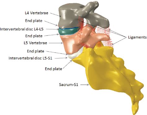 Figure 1 From A Finite Element Model Of The L4 L5 S1 Human Spine Segment Including The