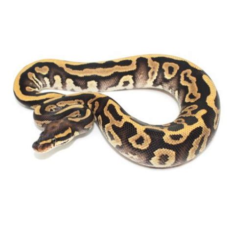 Python Regius Leopard Phantom Enchi Python Royal