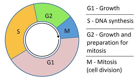 Dna Replication Concise Medical Knowledge