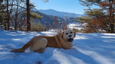 하프물범 Youtube