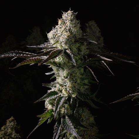 Rollpros Adds Packaging And Design Services For Cannabis Brands Toker