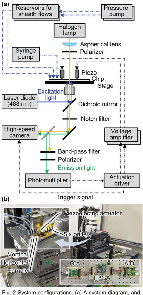 Figure 3 From Fluorescence Activated Multi Sorting Of Single Cells Utilizing High Speed On Chip