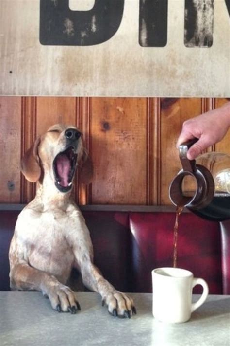 Ho Proprio Bisogno Di Un Caffè Funny Animals Animals Cute Animals
