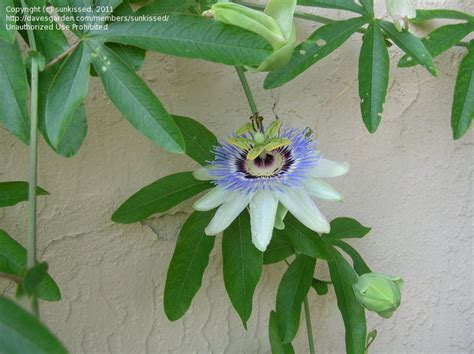Plantfiles Pictures Passiflora Blue Passion Flower Hardy Passion Flower Passion Vine Blue