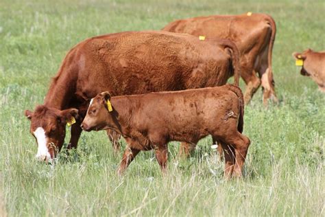 Estrus Synchronization Agro Web System