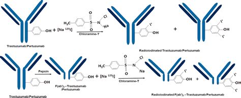 Pertuzumab Trastuzumab