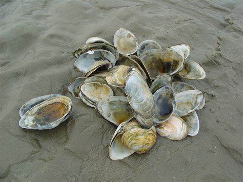 Empty Shells By Winternightsdream On Deviantart Empty Shells By Winternightsdream On Deviantart