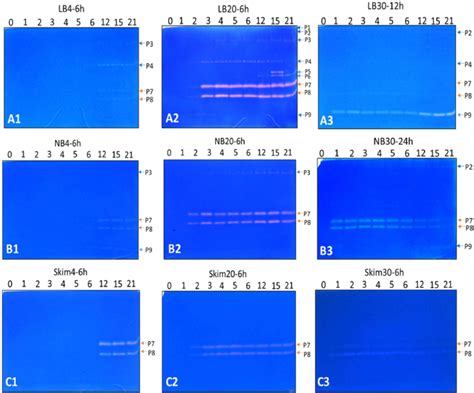 Protease Activity Staining Of Pedobacter Sp Pr M6 On Sds Page Gels