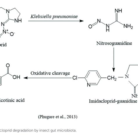 Pdf Contribution Of Insect Gut Microbiota And Their Associated