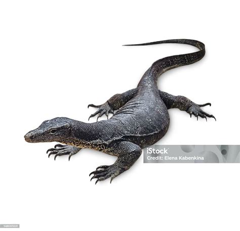한 아시아 검은 모니터 도마뱀 또는 긴 목 강력한 꼬리와 흰색 배경에 격리된 발톱을 가진 고아나 왕도마뱀 왕도마뱀과에 대한 스톡 사진 및 기타 이미지 Istock