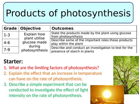 Products Of Photosynthesis