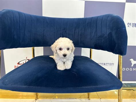 비숑프리제 아나 푸숑특징 고양이특징 랙돌특징 러시안블루특징 먼치킨특징 브리티쉬숏헤어특징 노르웨이숲특징 데본렉스특징 뱅갈특징 샴특징 셀커크렉스특징 스코티쉬폴드특징 스핑크스특징