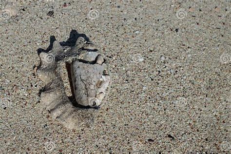 Remains Of A Big Shell Washed Ashore On A Sand Beach Stock Image Image Of Ashore Gray 309536953