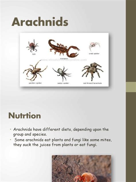 Overview Of Arachnids Diet Habitat And Traits Pdf