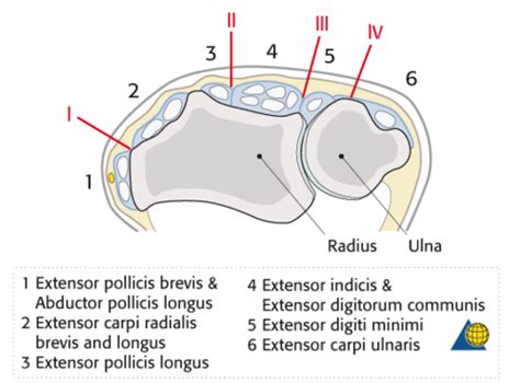 Extensor Tendon Compartments Of Wrist Flashcards Quizlet