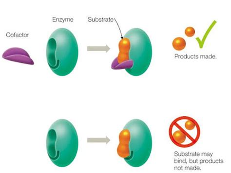 Mb 21 25 Metabolism Enzymes Photosynthesis Flashcards Quizlet