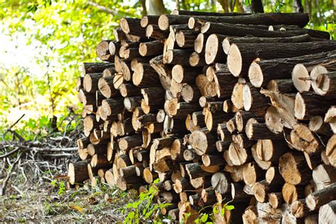쓰러진 나무는 땅에 누워 있다 숲의 배경에 더미에 로그 불법 삼림 벌채 및 환경 보호의 개념 0명에 대한 스톡 사진 및 기타