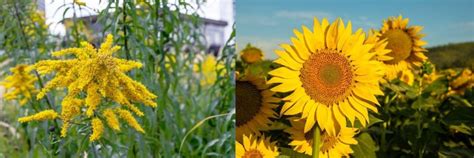 28 Types Of Yellow Wildflowers In Canada 2025 Bird Watching Hq