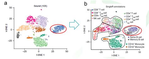 单细胞类型注释工具singler 腾讯云开发者社区 腾讯云