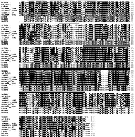 Amino Acid Alignment Among Known And Putative Proteins Responsible For