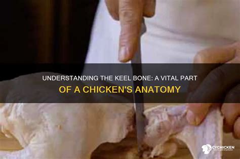 Understanding The Keel Bone A Vital Part Of A Chickens Anatomy