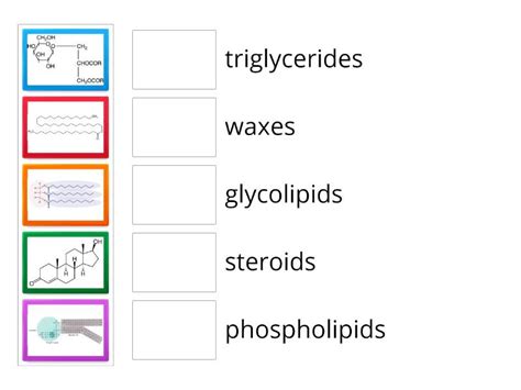 Types Of Lipids Match Up