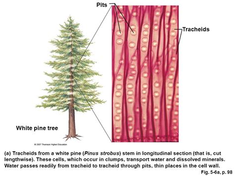 Plant Tissues And The Multicellular Plant Body Ppt Video Online Download