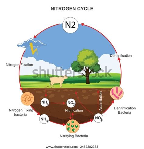 Nitrogen Cycle Diagram To Label