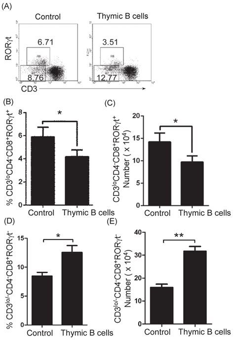 Thymic B Cell Transfer Up Regulated Thymic Cd4 Cd8 Cd3 Lo Rorγt Isp