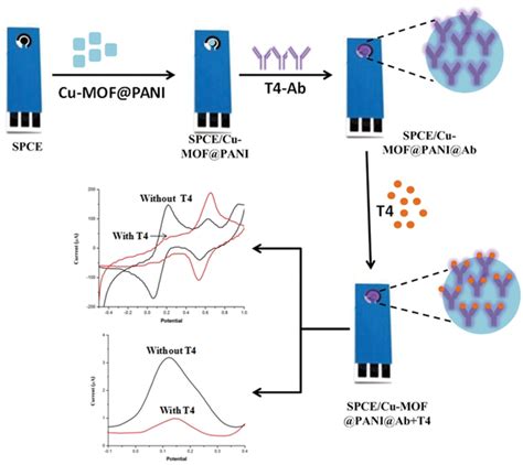 Schematic Illustration Of Fabrication Of Electrochemical Immunosensing Download Scientific