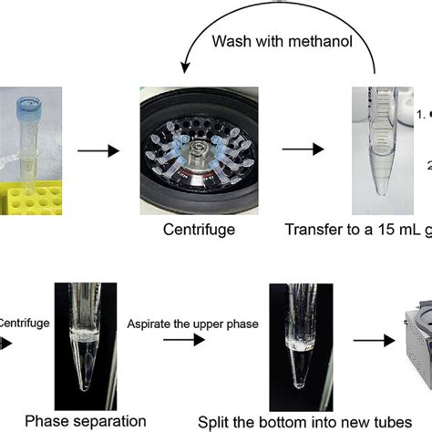 A Workflow For Extraction Of Yeast Phospholipids Download Scientific